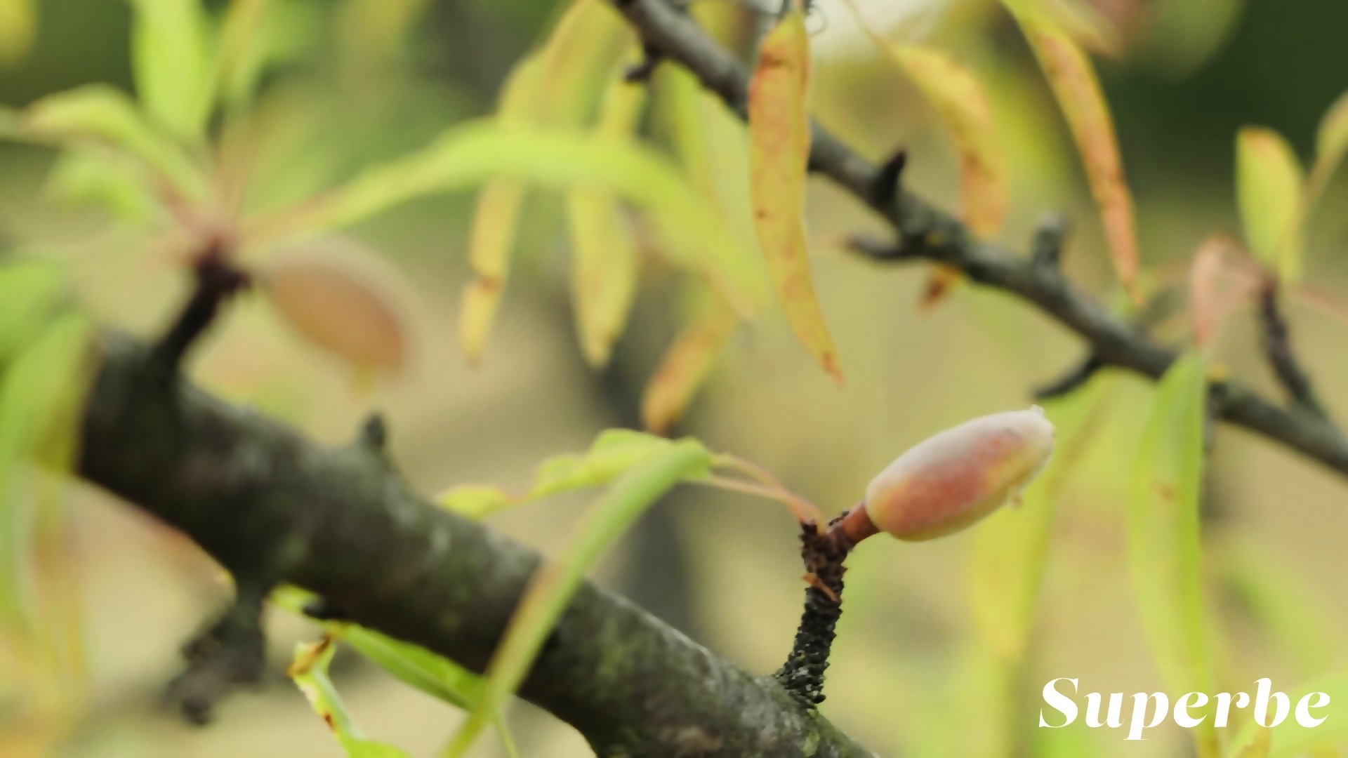 The Orchard Eporner 