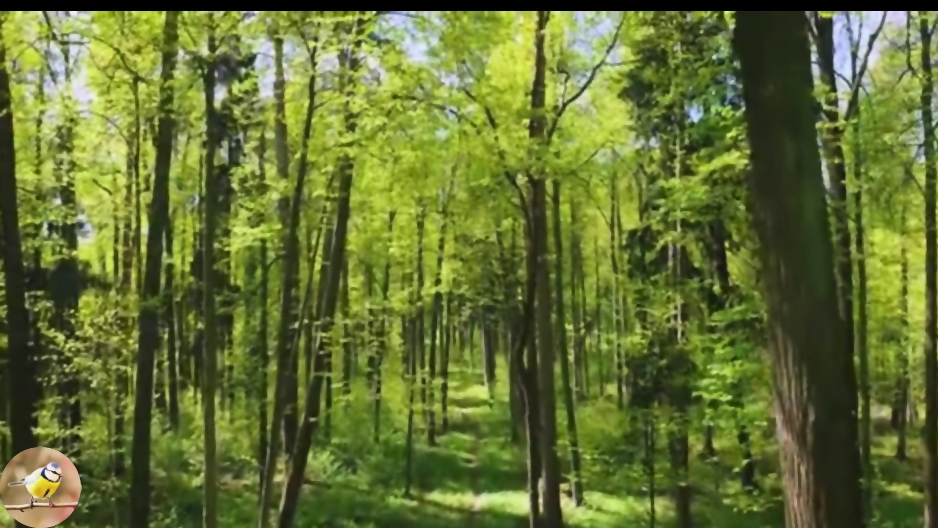 Spring Relaxation Relaxing Piano Eporner
