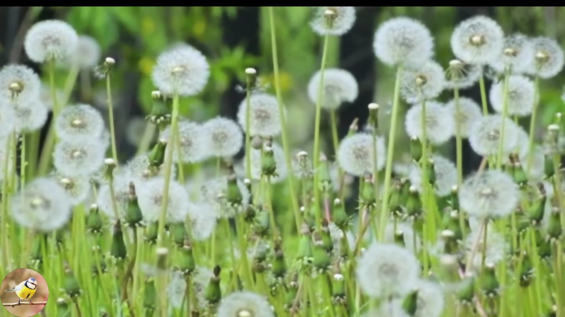 Spring Relaxation Relaxing Piano Eporner