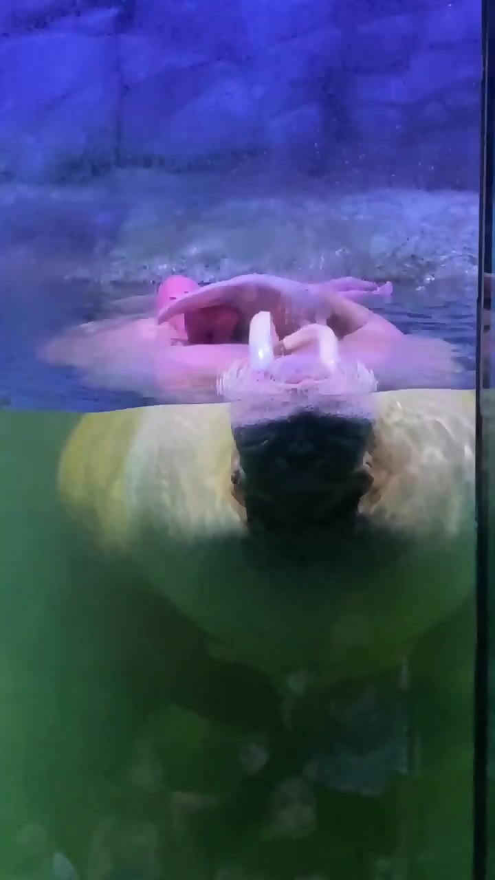 Walrus Masturbation Eporner
