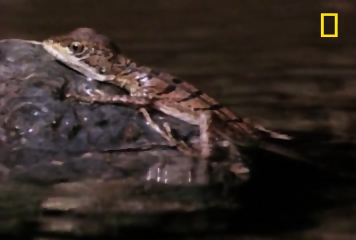 Jesus Christ Lizard Eporner