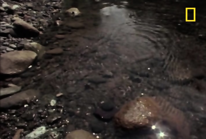 Jesus Christ Lizard Eporner