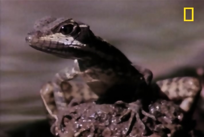 Jesus Christ Lizard Eporner