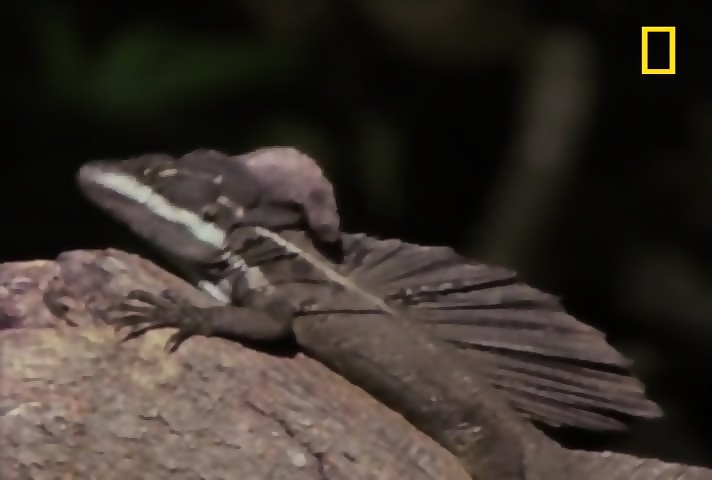 Jesus Christ Lizard Eporner
