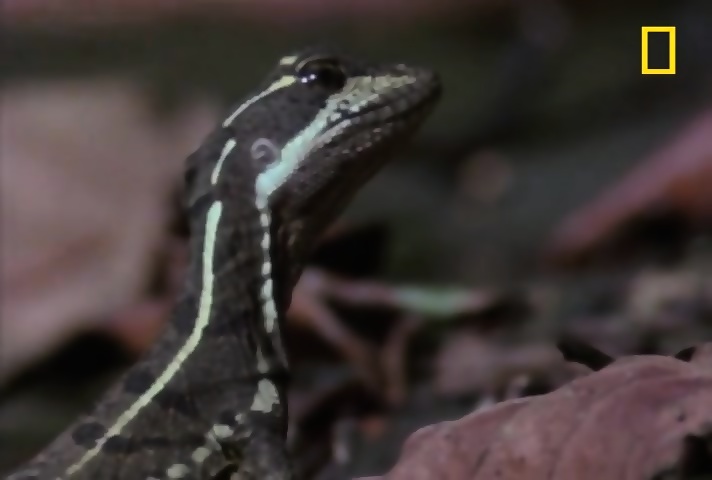 Jesus Christ Lizard Eporner