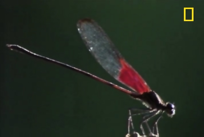 Jesus Christ Lizard Eporner