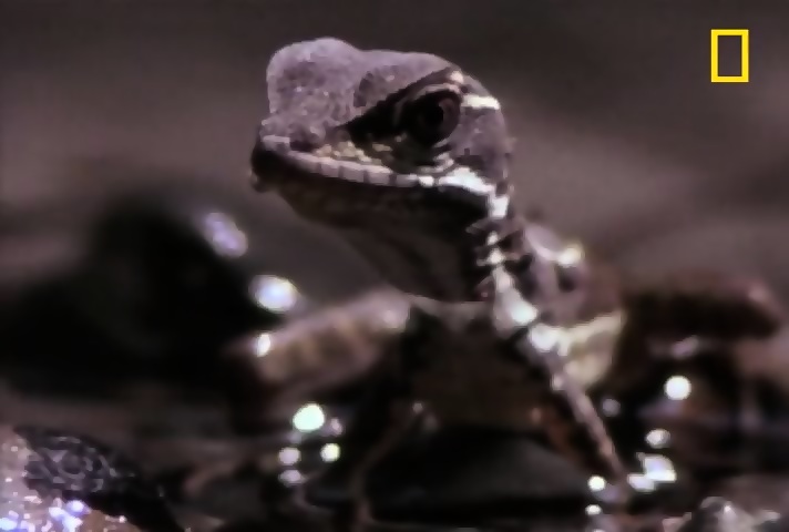 Jesus Christ Lizard Eporner