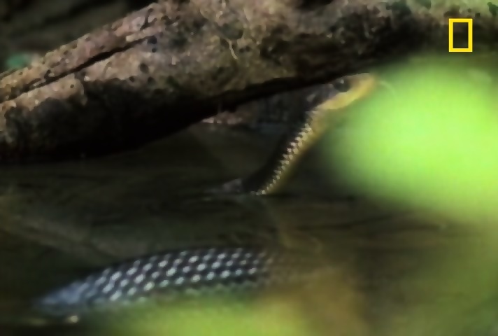 Jesus Christ Lizard Eporner