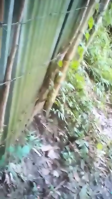 Bangladeshi Lovers Bus Stop Sex Mms Porn Eporner