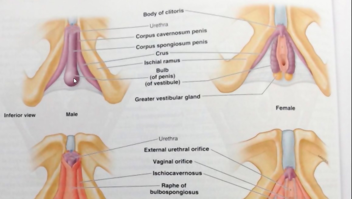 Increase Your Penis Kegel Exercise Sitting On Towel Ball Eporner